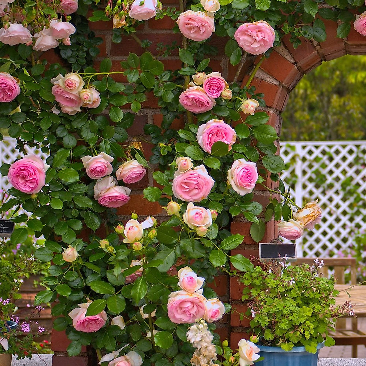 CHUXAY GARDEN Pink and White Rose Seed 200 Seeds Heirloom Eden Roses Rose Bush Highly Fragrant Perennial Ornament Flower Eye-catching Decoration