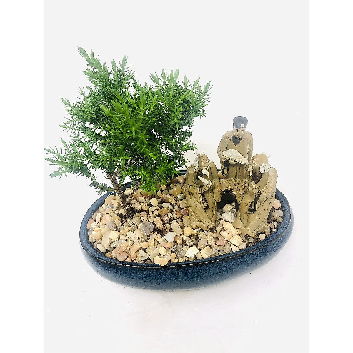 Juniper Bonsai Tree with Three Master's Reunion Ceramic Pot