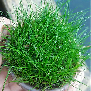 Aquarium Plants Live, Dwaf Hairgrass Plant for Gardening Indoor, 1 Clump, Ornaments Perennial Garden Simple to Grow Pot