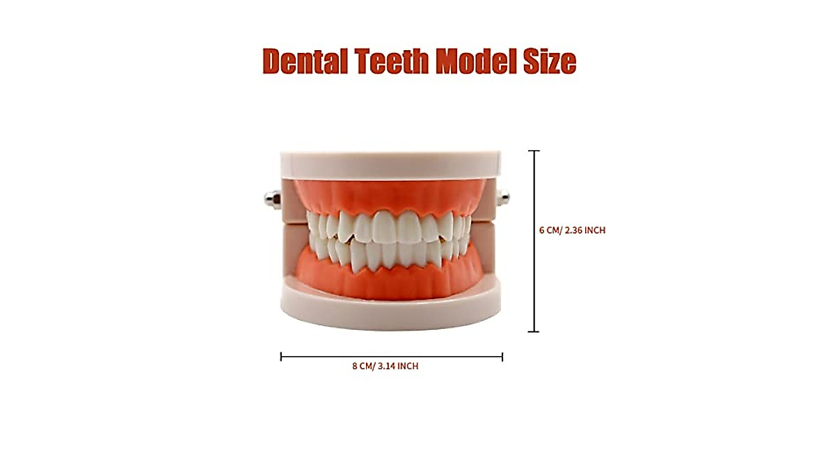 Dental Teeth Model for Kids - Learn Dental Hygiene