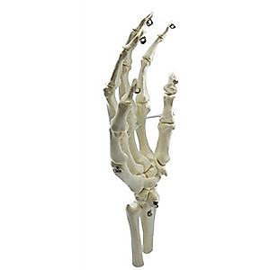 MAYMII High Quality PVC Human Hand Skeleton Medical Anatomical Model on Base Stand, Life Size, Articulated