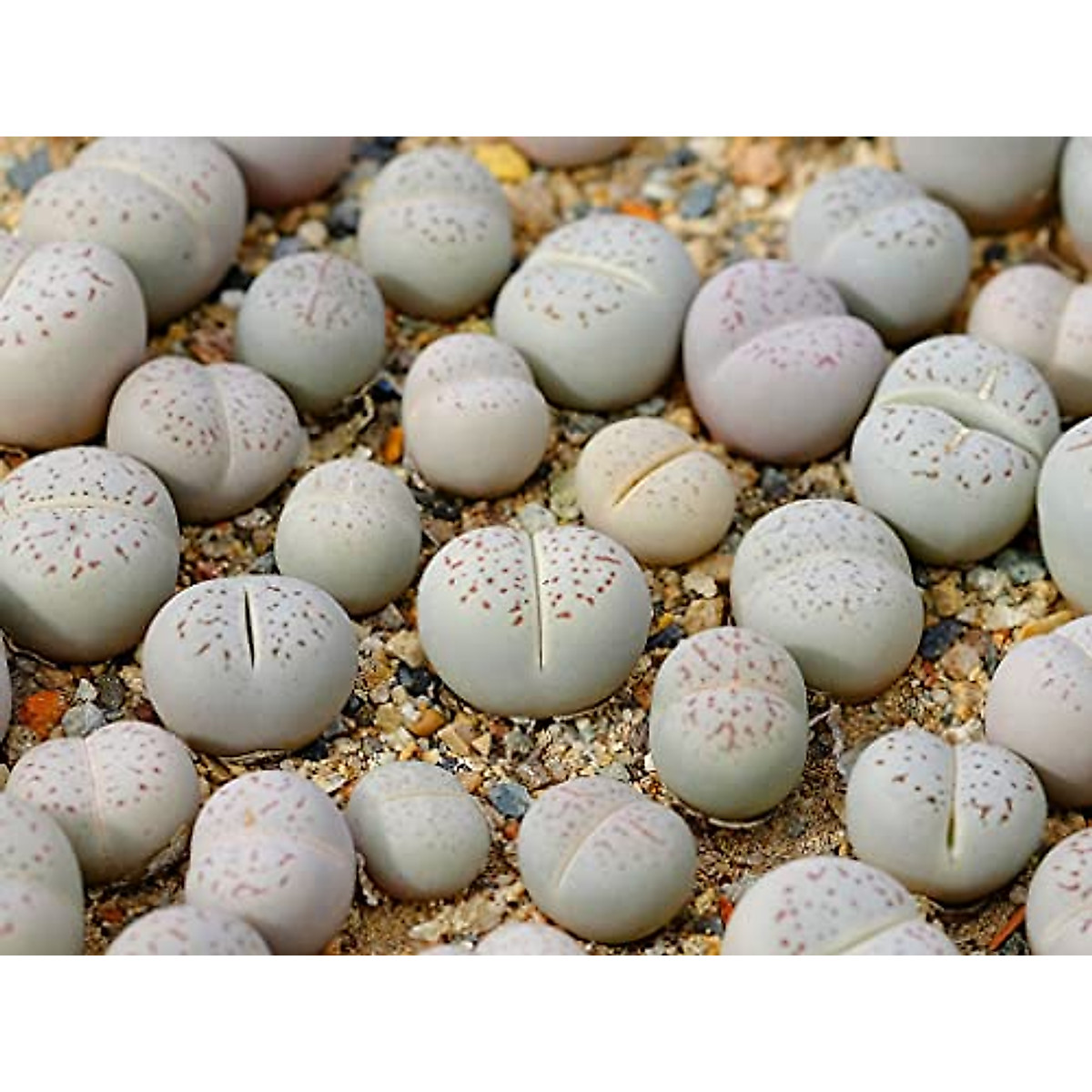 5 Lithops Live Plants 0.4 Inc, White Lithops Living Stones Succulents Planting Ornament Flower Pot Planting Garden Gift