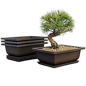Bonsai Outlet Training Pots with Humidity Trays - Built in Mesh, Six Inch Large Planters + Made from Durable Shatter Proof Poly-Resin, Set of 3 Pot Set…