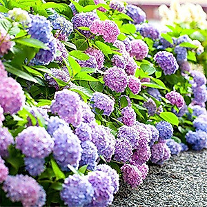 20+ Mixed Hydrangea Seeds Flowers Bush Plants Beautiful Smell Garden Decor Home Perennial