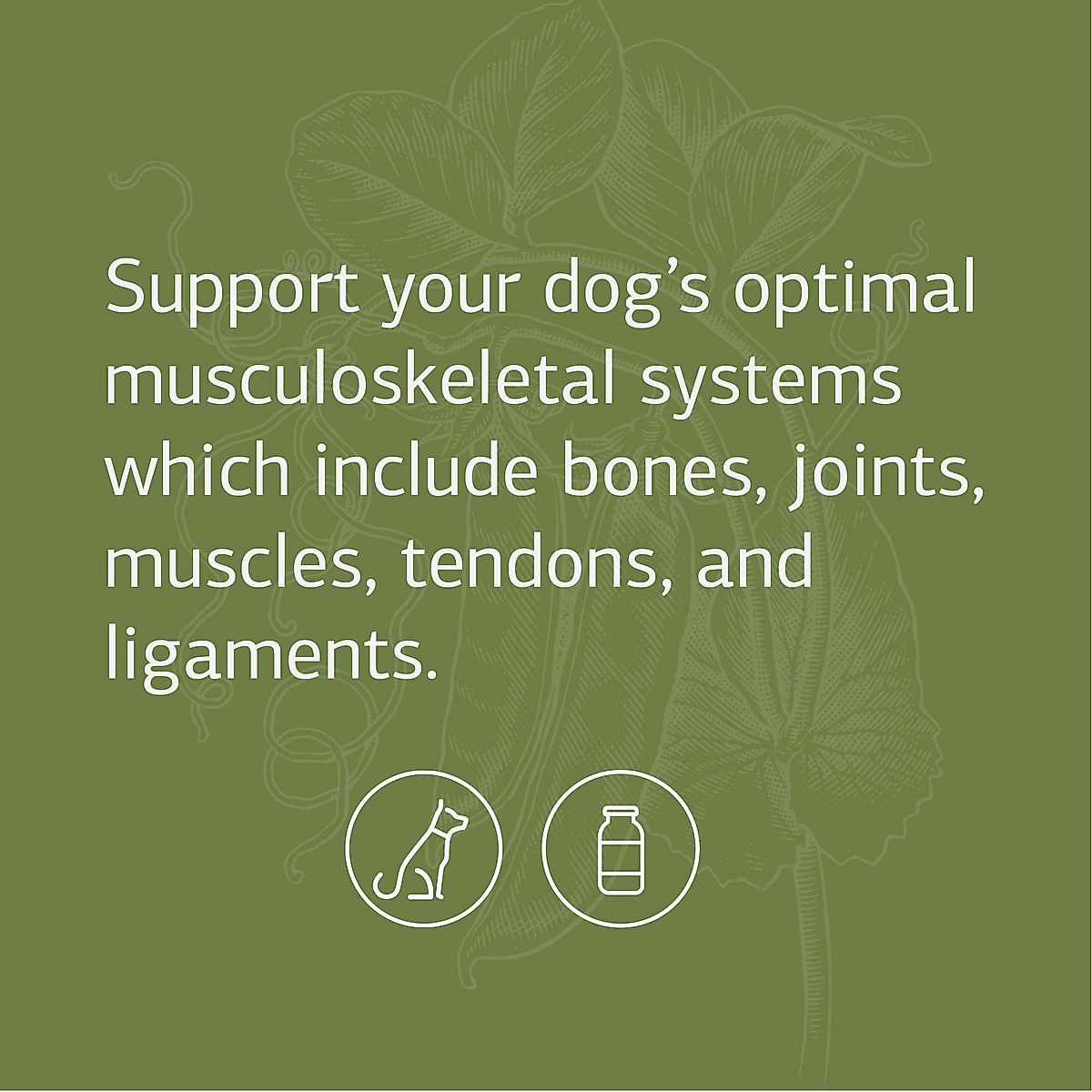 Standard Process Canine Musculoskeletal Support - Bone & Joint Health Formula for Pets - Canine Musculoskeletal Support Supplement - Supplement for Dogs to Aid Joint Comfort & Muscle Health - 30 g