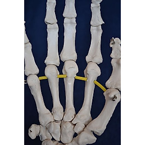 Wellden Product Medical Anatomical Hand Model, Life Size