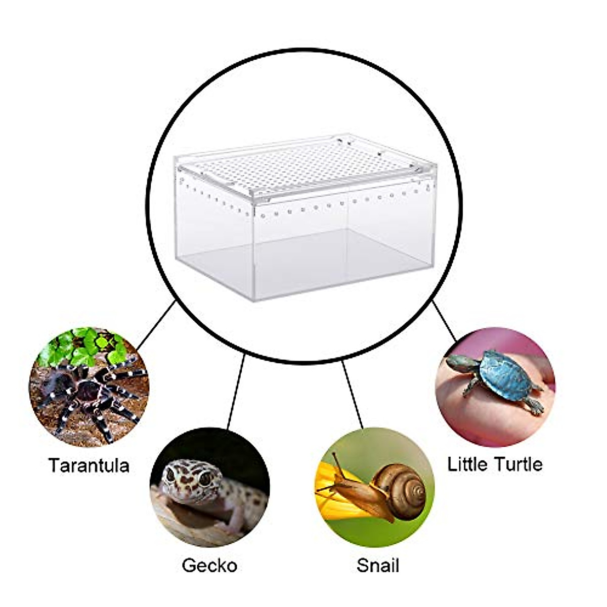 NANEEZOO Magnetic Acrylic Reptile Case - 8"x6"x4" Flat Long Enclosure Transparent Reptile Breeding Box Terrarium Cage - for Tarantula Scorpion Sling Isopods Invertebrates & Insect Mantis