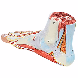 Axis Scientific Anatomy Model of Foot with Muscles, Ligaments, Nerves and Arteries, 9 Removable and Numbered Parts Show Internal Foot Detail and Structure, Study Guide