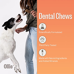 Ollie Belly Rubs Dog Probiotic Chews - Probiotics for Dogs and Ollie Dental Chews for Dogs Medium -Dog Breath Treats