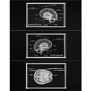 QWORK 3D Human Brain Anatomical Model, Laser Etching Crystal Glass Cube Science Gift Paperweight (LED Base not Included), 3.1(L) x2(W) x2(H) inches