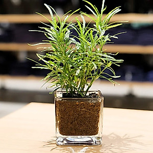 6 Pack Clear Square Glass Vases, Planter Terrarium Flowers Vase Candle Holder for Home,Garden, Wedding Centerpiece Decorations and Formal Dinners (Width 4", Height 4")