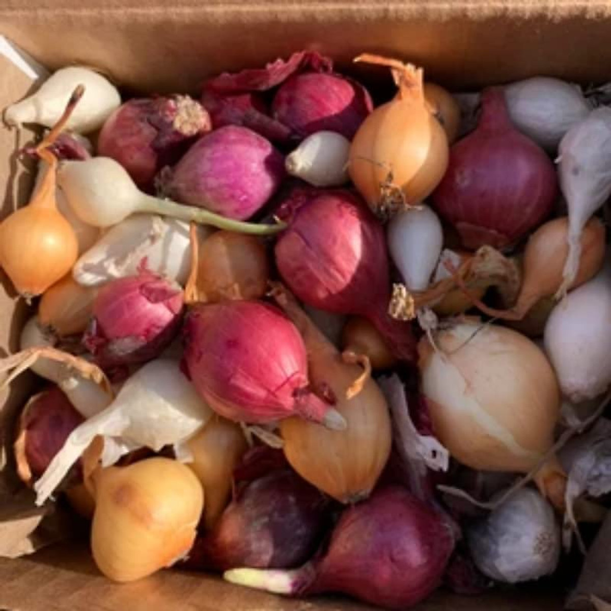 30 Mixed Onion Sets Yellow Onion Red White Onion Bulbs