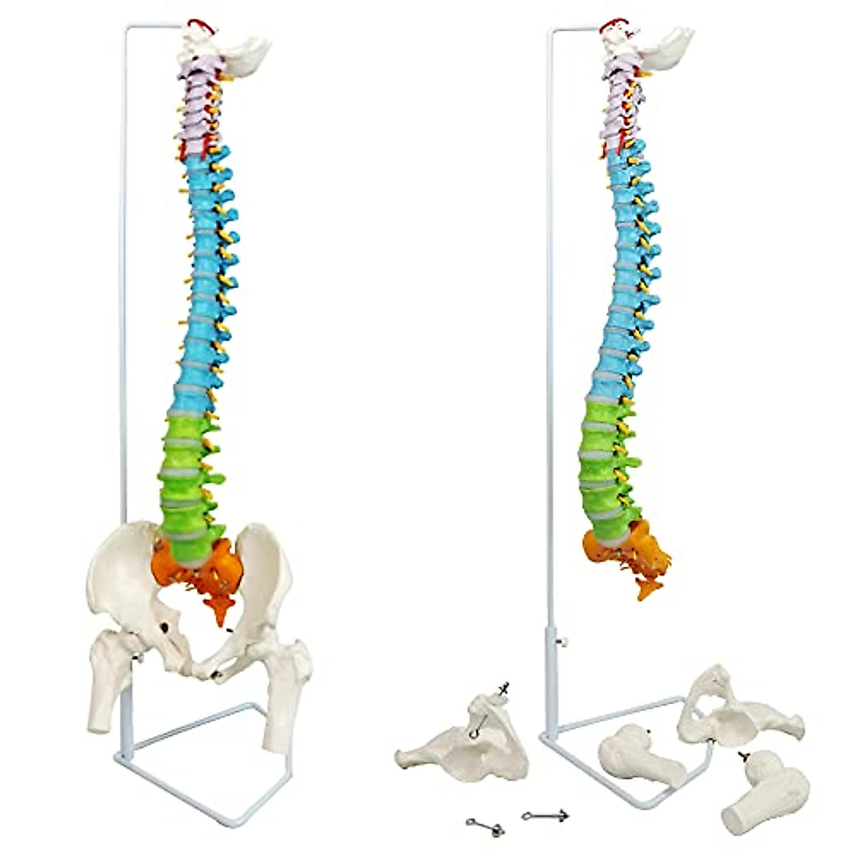 Merinden Spine Model,34.3" Flexible Life Size Spinal Cord Model with Stand, Chiropractic with Pelvis, Spinal Cord, Nerves and Vertebrae, Anatomical Spine Model ​for Science Study or Patient Education