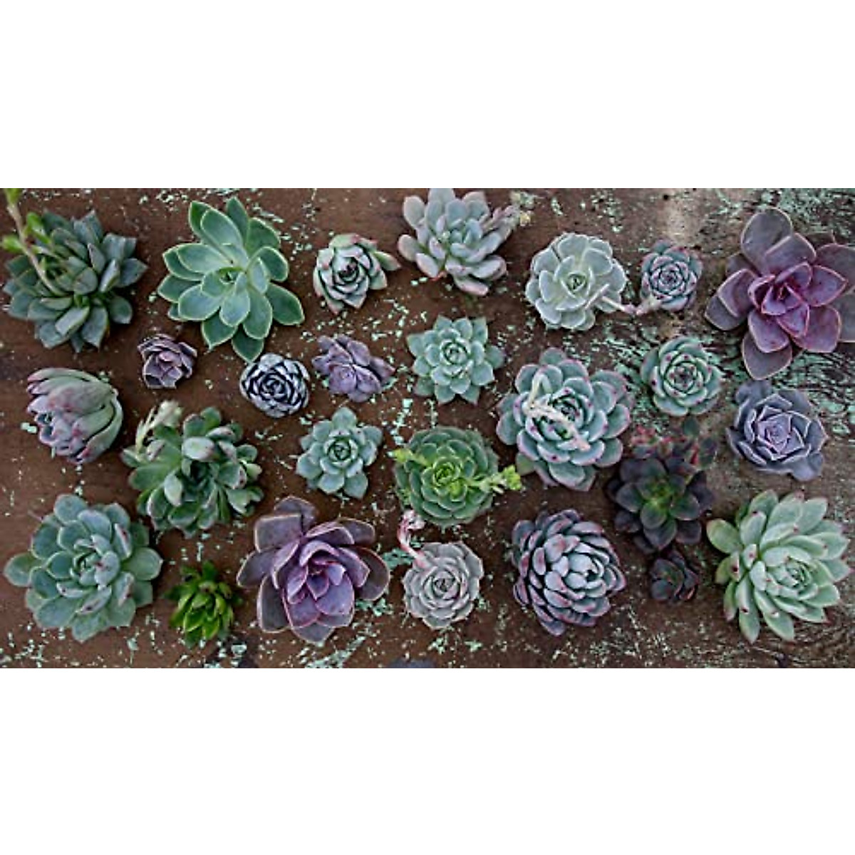 Espoma Organic Cactus Potting Soil Mix, Natural & Organic Soil for Cactus, Succulent, Palm, and Citrus Grown in containers Both Indoors and Outdoors, 8 qt, Pack of 2