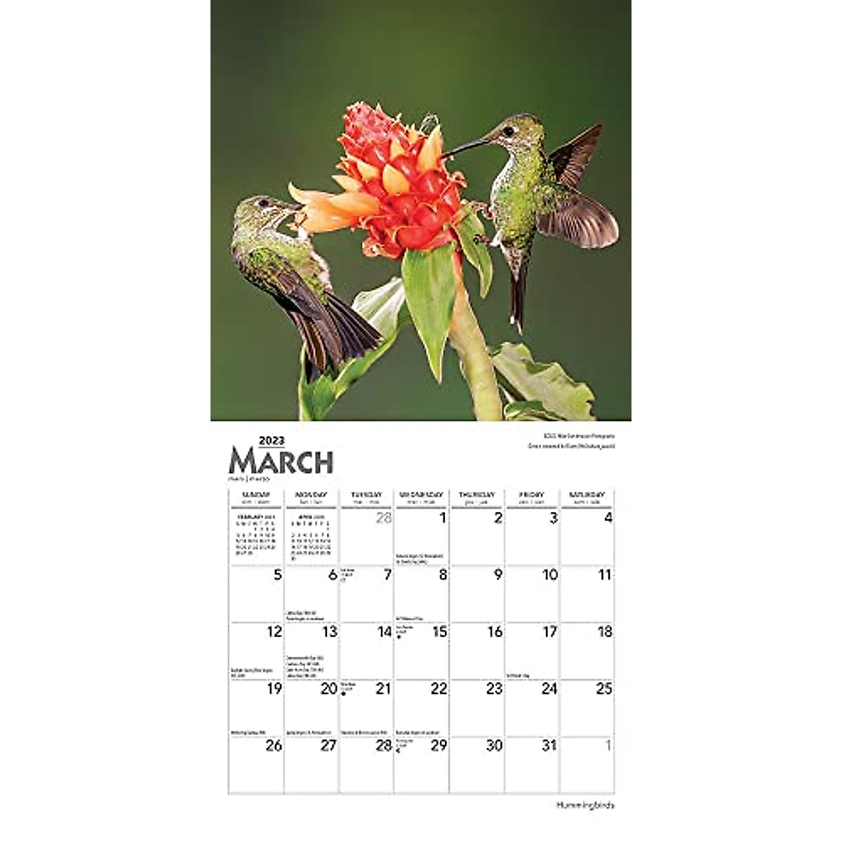 Hummingbirds | 2023 7 x 14 Inch Monthly Mini Wall Calendar | BrownTrout | Animals Wildlife Nature