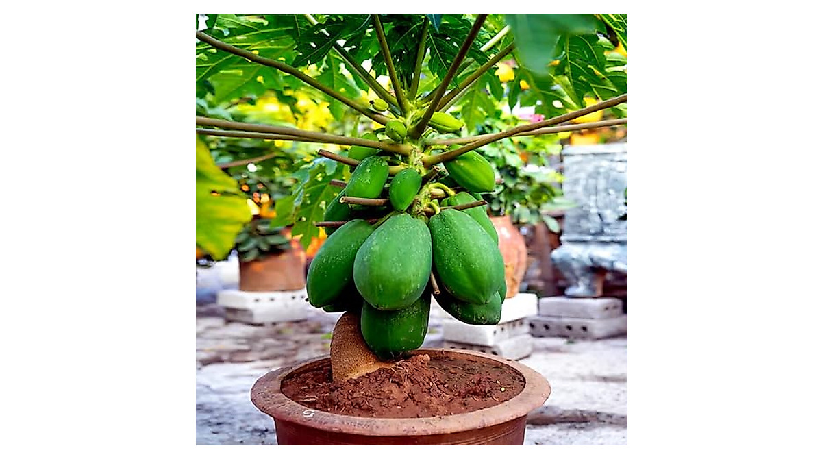 10 Dwarf Papaya Tree Seeds Sweet and Tasty and Juicy Easy to Grow Non ...