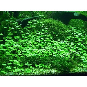 Tissue Culture Live Aquarium Plants | in Vitro Freshwater Aquatic Plants for Small Aquariums and Foreground (Dwarf Pennywort)