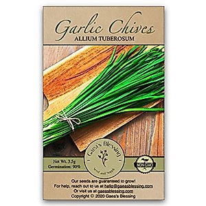 Gaea's Blessing Seeds - Garlic Chives Seeds (1.5g) Non-GMO High Yield Open-Pollinated Heirloom Chinese Leek 90% Germination Rate