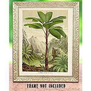 Verschaffeltia Splendida Palm Botanical Illustration - 11x14 Unframed Art Print - Makes a Great Wall Decor for Bathrooms and Bedrooms Under $15