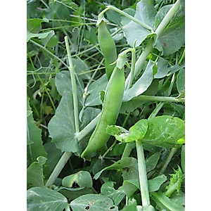 120 Lincoln Pea Seeds for Planting Heirloom Non GMO 1 Ounce of Seeds AKA Homesteader Pea Garden Vegetable Bulk Survival