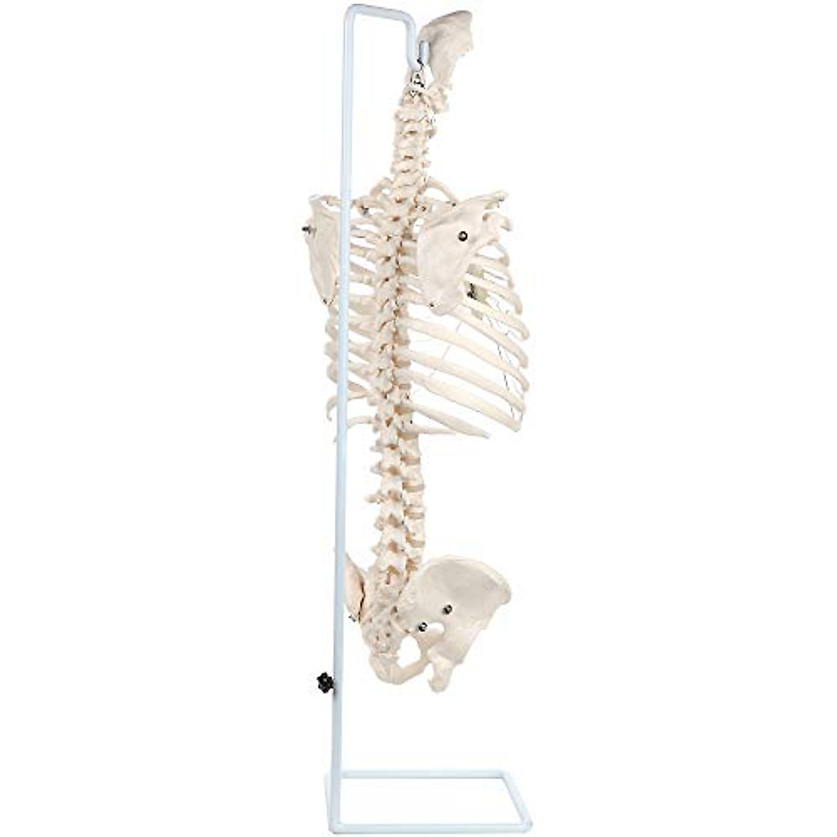 Axis Scientific Human Rib Cage Anatomy Model: Life Size Vertebral Column with Complete Vertebrae, Cast from Real Human Bones, Includes Detailed Study Guide, Base Stand