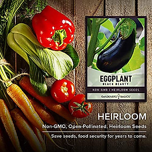 Eggplant Seeds for Planting - Black Beauty Solanum melongena is A Great Heirloom, Non-GMO Vegetable Variety- 300 mg Seeds Great for Outdoor Spring, Winter and Fall Gardening by Gardeners Basics