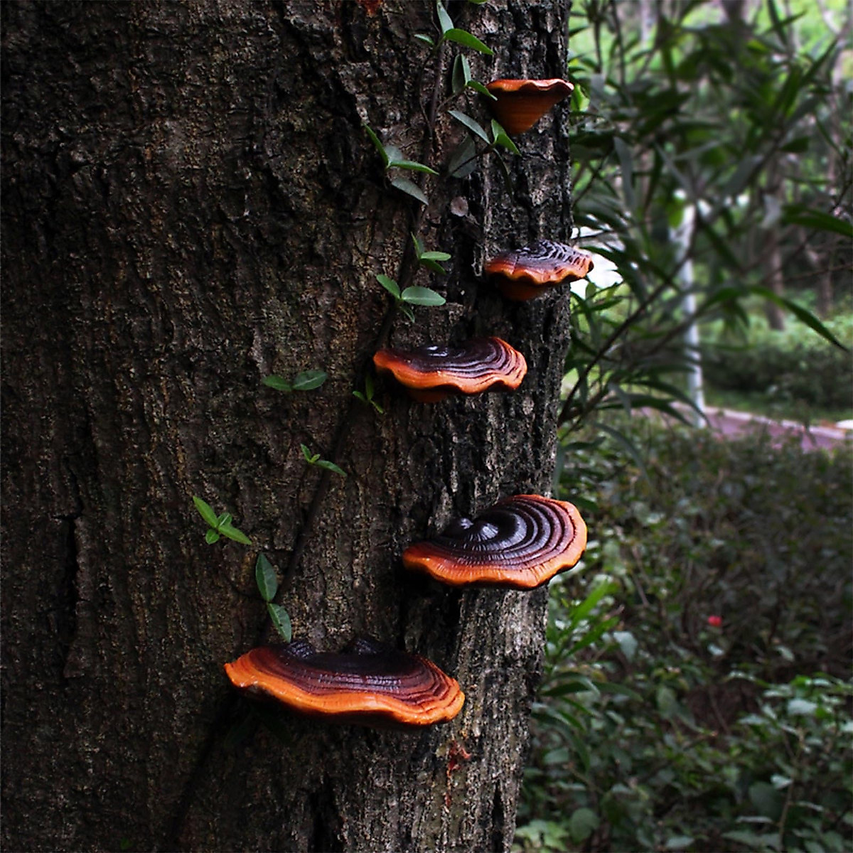Generic Set of 5 Mushroom Shelf Wall Decor - Outdoor Wall Mounted Small Size Mushroom Rack for Reptile Shelf, Black, mgj-0324