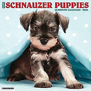 Just Schnauzer Puppies 2021 Wall Calendar (Dog Breed Calendar)