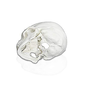 Vision Scientific VAL207-A Life-Size Human Skull – 3 Parts | Medical Grade, Features Joints, Sutures, Fissures, Joints, Foramina and Processes | Removable Skull Cap, Full Dentition | W Manual