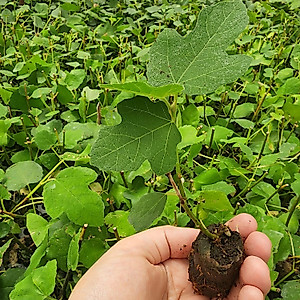 Fig Tree "Chicago Hardy" Set of 4 starter plants