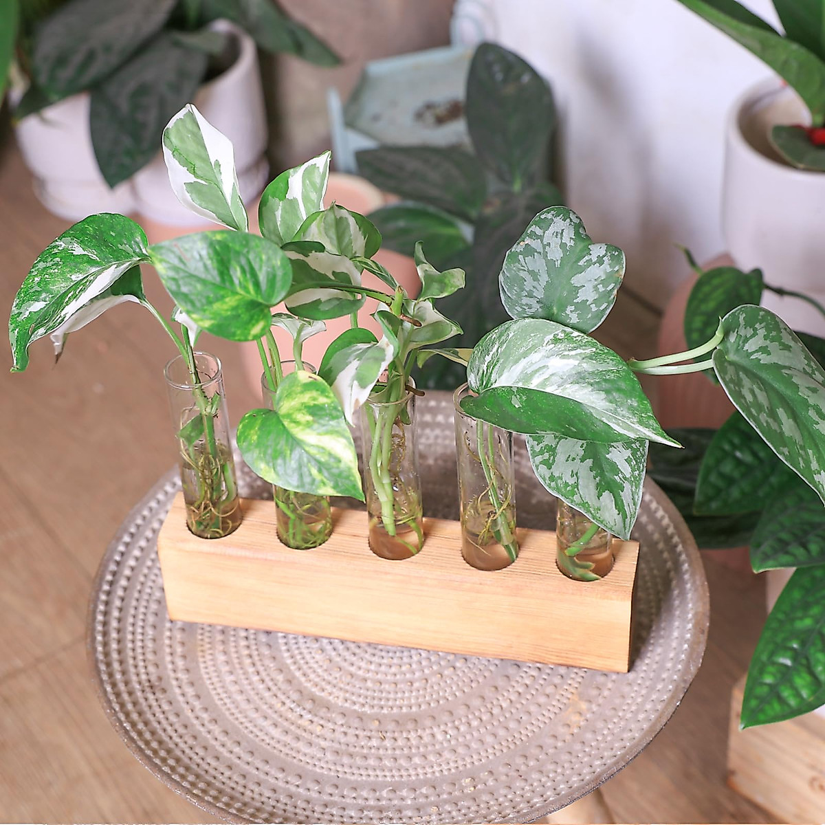 KAXYEW Plant Propagation Station, Plant Propagation Tubes, Gifts for Plant Lovers Office Desk House Garden Décor Plant Terrarium with Wooden Stand