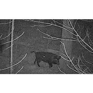 Night Vision Scope Attachment 3D