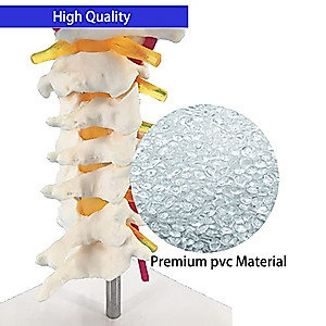 Veipho Cervical Spine Model with Nerves, Life Size Cervical Vertebral Spine Spinal Nerves Anatomical Model with Stand, Cervical Spinal Column Model for Patient Science Education