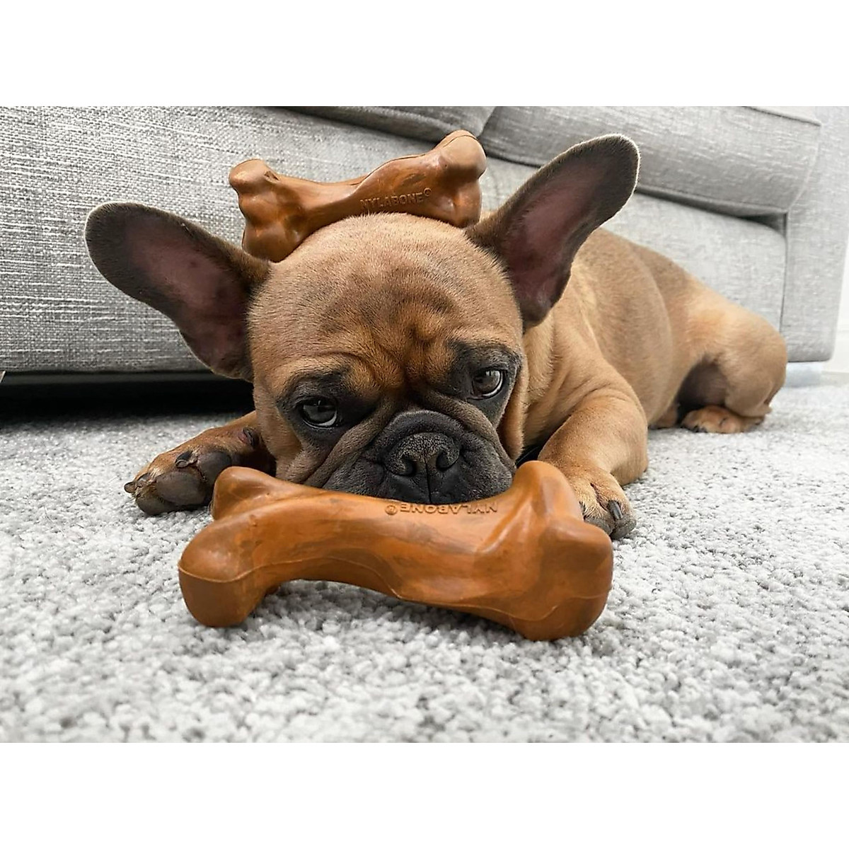 Nylabone Flavor Frenzy Strong Chew Toy Dog Toy Meatloaf & Gravy Medium/Wolf (1 Count)