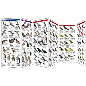 Texas Birds: A Folding Pocket Guide to Familiar Species (Nature Observation North America)