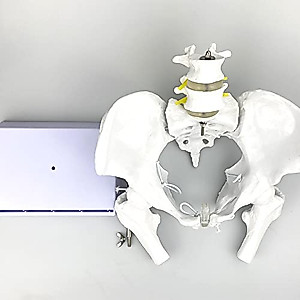 Flexible Female Pelvis Model with Movable Femur Heads and Joints, Life Size Female Pelvis with Stand Base, for Childbirth Education/CBE Doula Exhibit Midwife Anatomy, Teaching and Studying Purpose