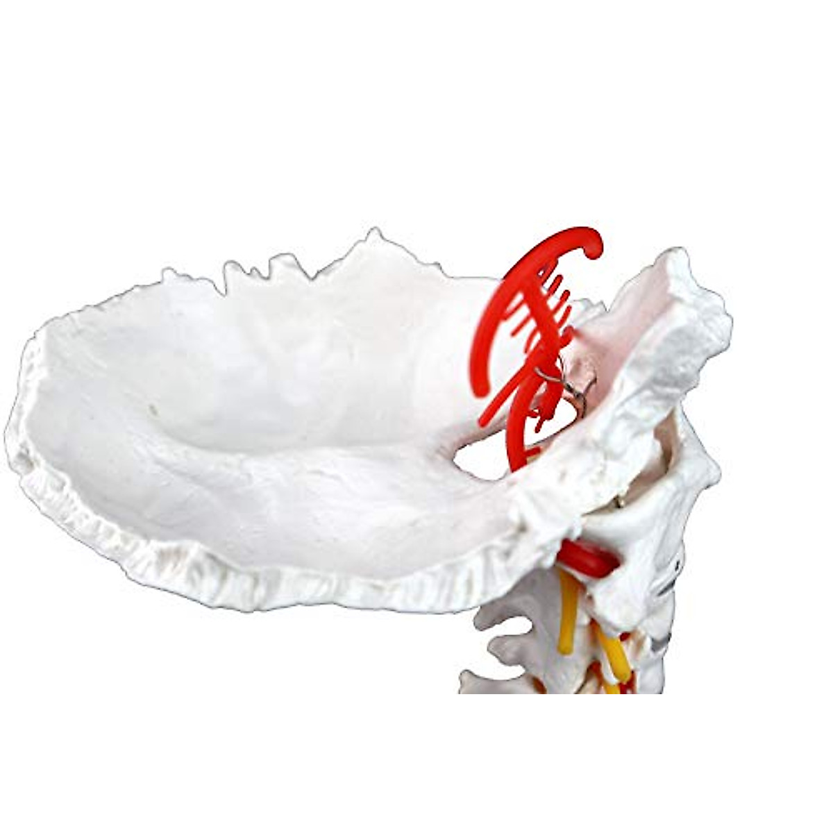 Vision Scientific VAV261 Cervical Spine with Nerves & Arteries | Life-Size, Articulated | 7 Cervical Vertebrae, Intervertebral Discs | Occipital Bone, Spinal Cord | Instruction Manual