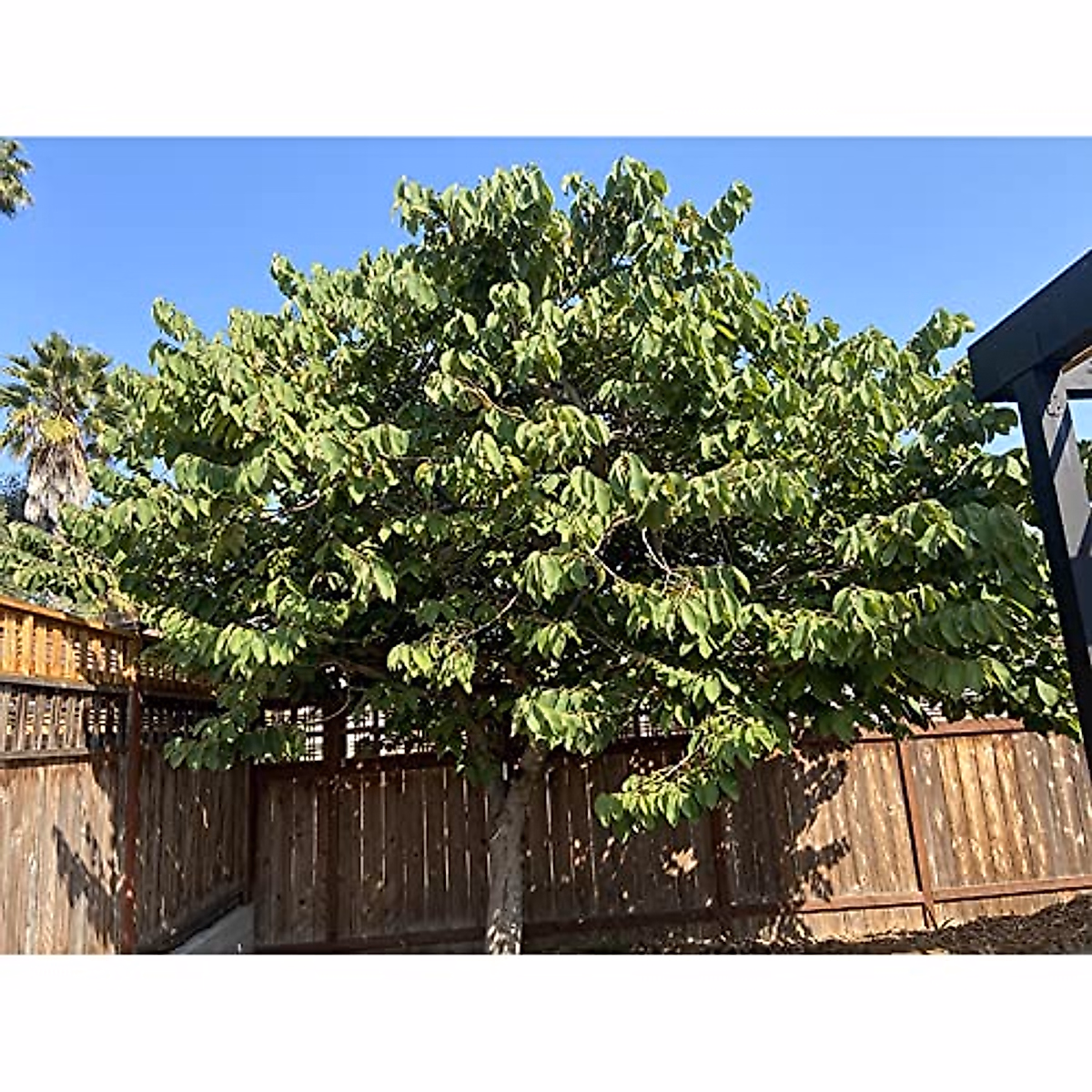 CHUXAY GARDEN Annona Cherimola-Cherimoya,Custard Apple,Sugar Apple Tree 5 Seeds Survival Gear Food Seeds Vegetables Fruit Survival kit Gardening Gifts