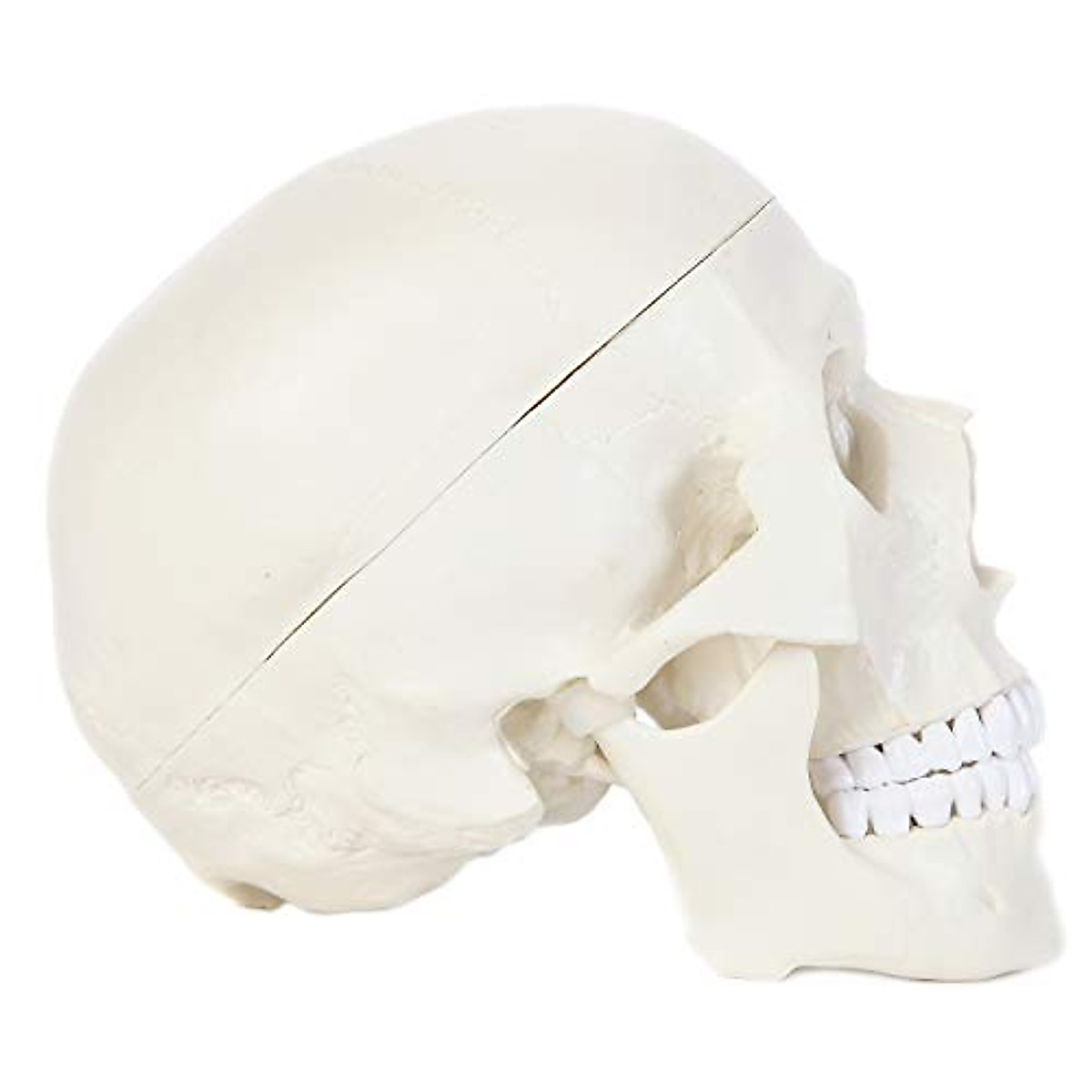 Anatomy Lab Human Skull Model, 3 Part Life Size Anatomical Replica, Features Removable Skull Cap (Calvaria), Articulating Jaw (Mandible), and Base of Skull for Educational Study and Display