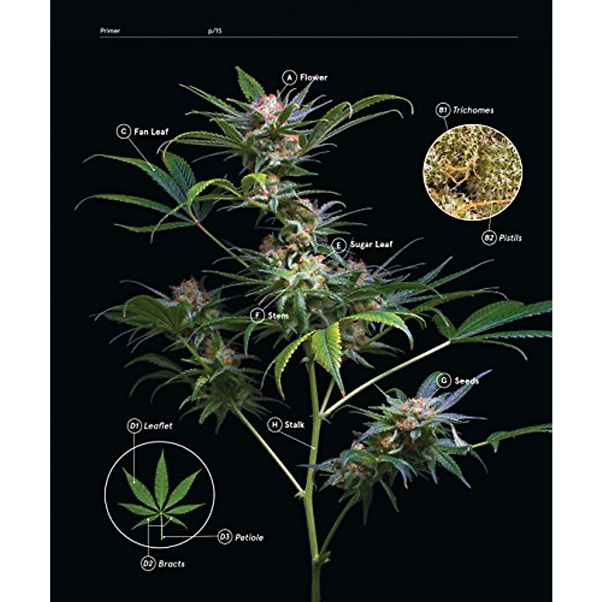 Green: A Field Guide to Marijuana: (Books about Marijuana, Guide to Cannabis, Weed Bible)