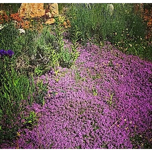 KVITER Solution Creeping Thyme 6000+ Seeds-Walk on Me,Thymus Serpyllum Herb Flower Hardy Ground Cover Seeds, Elfin Thyme Perennial Fragrant Flowers Planting