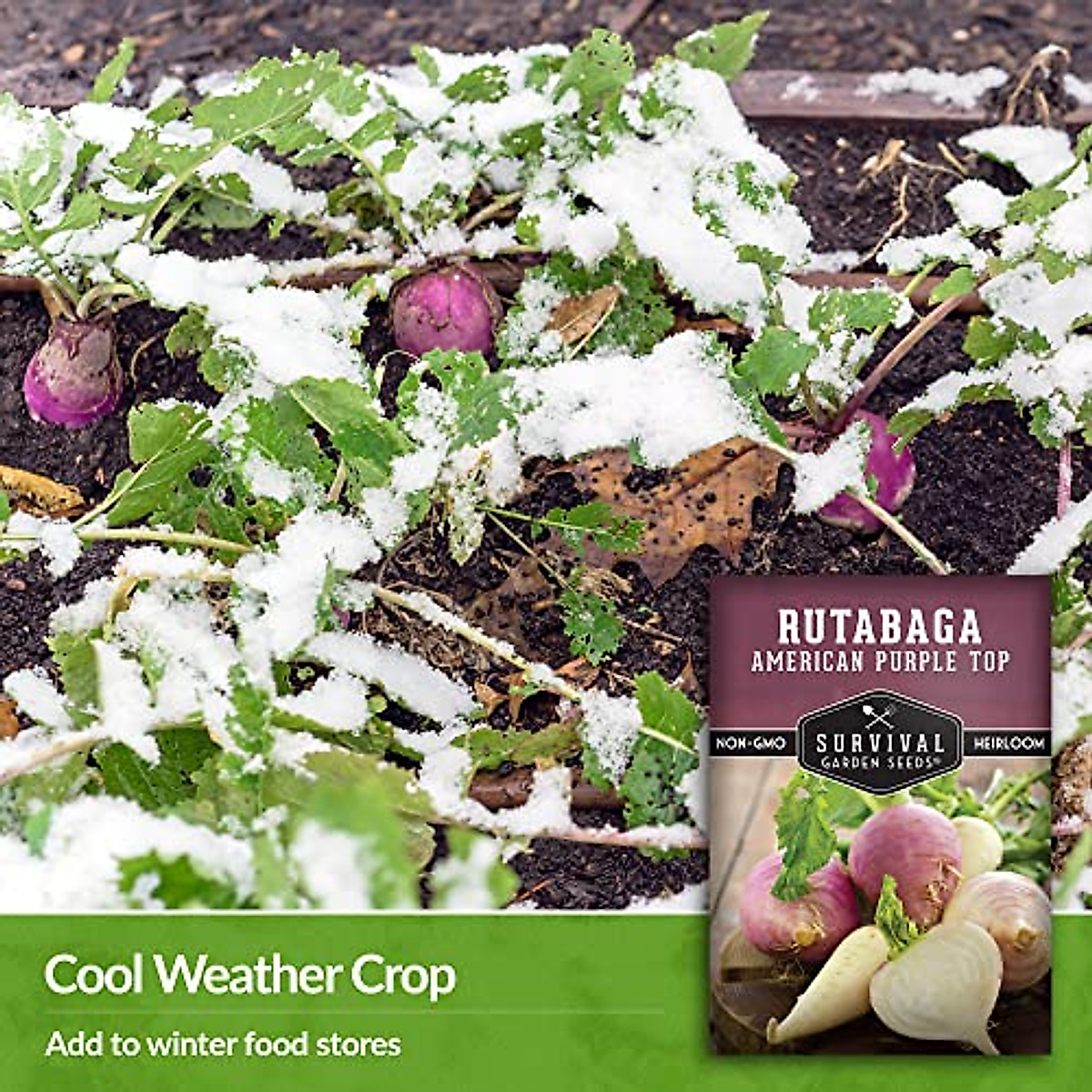 Survival Garden Seeds - American Purple Rutabaga Seed for Planting - Packet with Instructions to Plant and Grow Brassica Napus in Your Home Vegetable Garden - Non-GMO Heirloom Variety