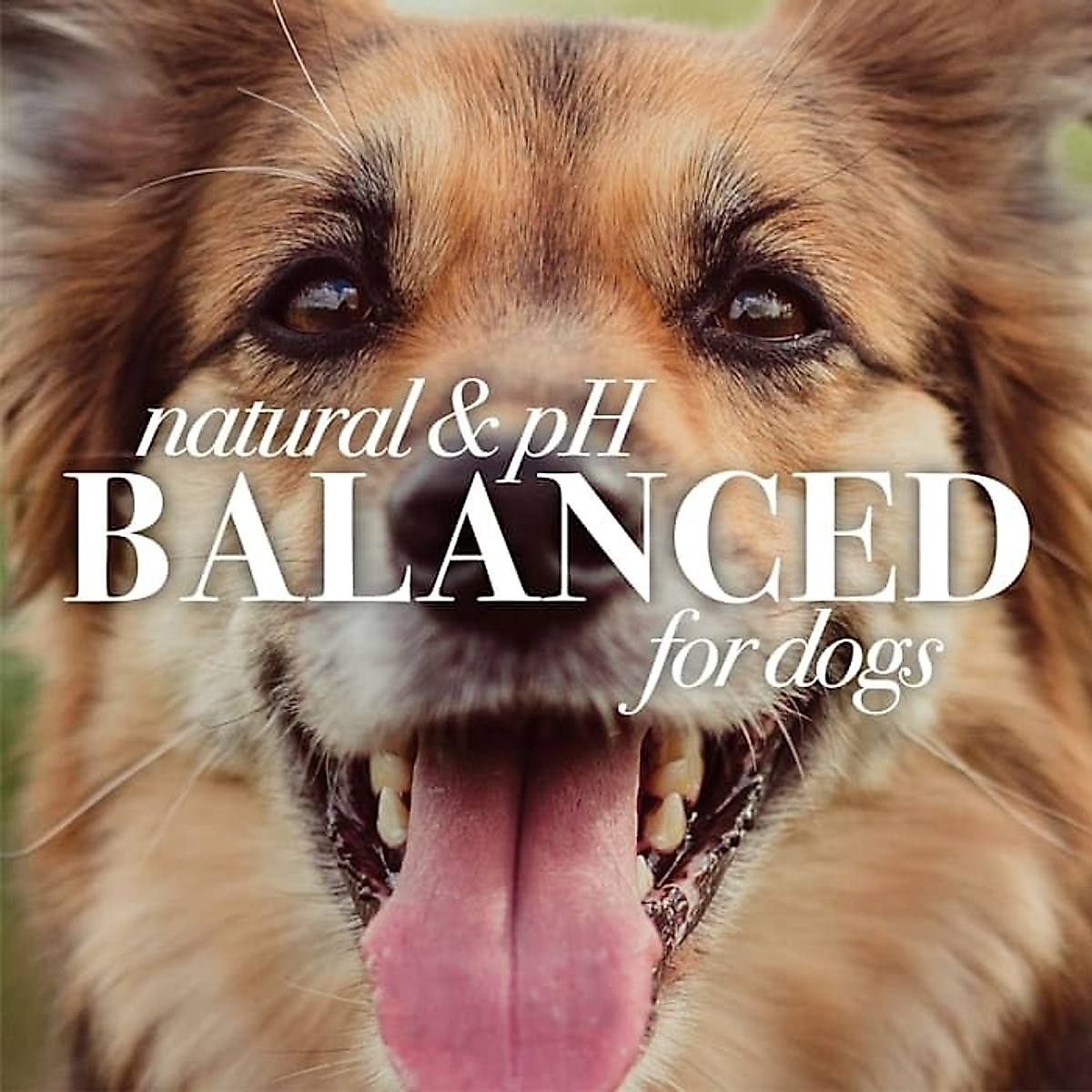 Burt's Bees Natural Pet Care Shampoo & Conditioner Sage & Lemongrass Scent, 12 fl. oz.