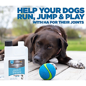 Canine Hyaluronic Acid + Zinc by Hyalogic - Joint & Immune Support, HyaFlex Pro Pure 8oz - Liquid Oral HA Dog & Pet Supplement
