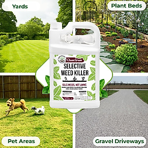 Mighty Mint Clean Green Selective Weed Killer for Lawns - Kills Weeds, Not Grass - 1 Gallon