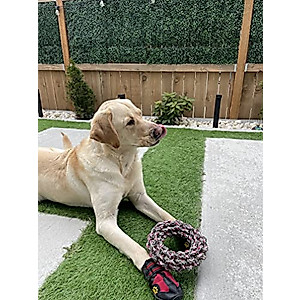 Monmoto Colorful Christmas Rope Toy for Dogs, Cotton Rope Toy, Tug Toy, Dental Chew Rope, Interactive Toy, Multi Braided Ring Rope Toy for Medium, Large, X-Large Dogs (Ring Toy)