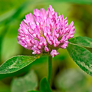 Tri-Clover by Eretz - Three Part Blend of Clovers Providing Beauty, Cover, and Natural Attractant. No Coatings or Fillers, Premium Seeds (1lb)