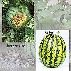 NN/A 50 Pcs Plastic Melon Cradle Watermelon Support Plastic Garden Melon Protectors for Avoid Cantaloupe,Pumpkin,Watermelon Ground Rot