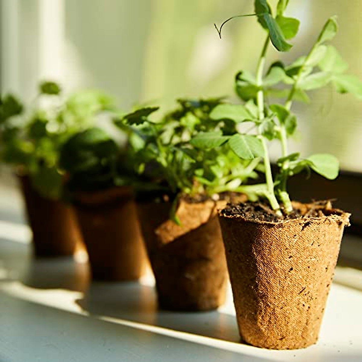 Back to the Roots Organic & Plantable Seed Starting Pots (24 CT)