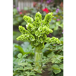 Burpee Moluccella laevis Bells of Ireland Seeds 100 seeds